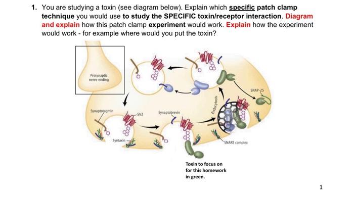 Solved You are studying a toxin (see diagram below). Explain | Chegg.com