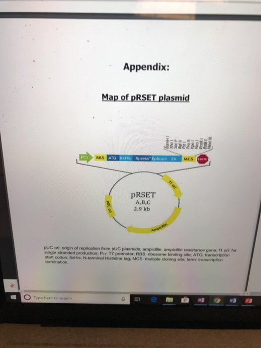 Solved Appendix: Map of pRSET plasmid PUROS ATGOH Xpress | Chegg.com