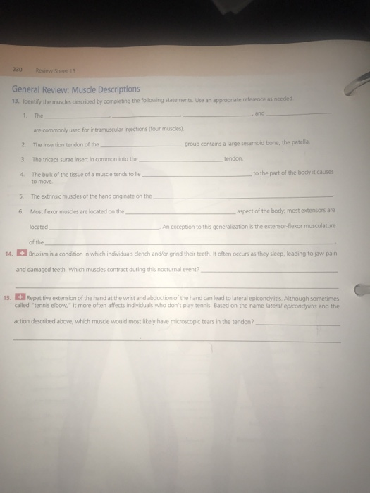 Solved 230 Review Sheet 13 General Review: Muscle | Chegg.com