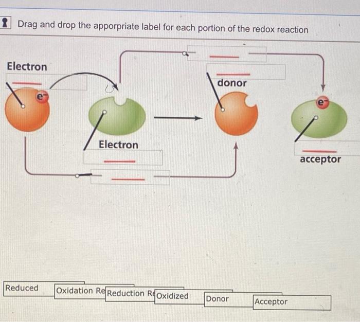 Solved Drag and drop the apporpriate label for each portion | Chegg.com