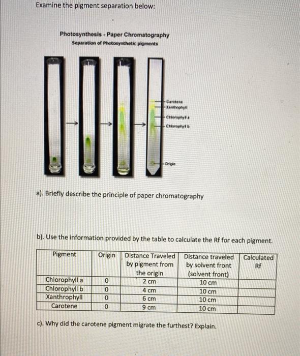 Solved Examine the pigment separation below: Photosynthesis | Chegg.com