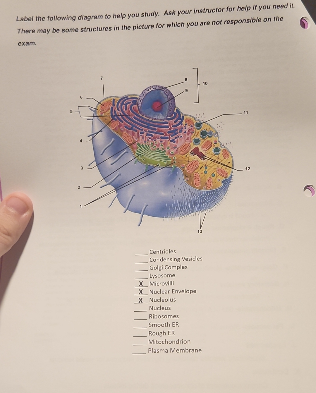 Solved Label the following diagram to help you study. Ask | Chegg.com