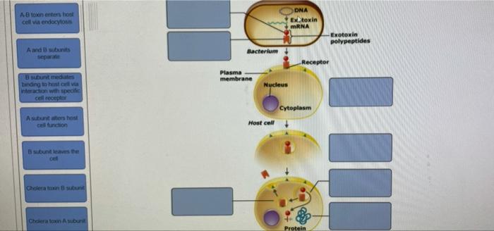 Solved Cholera toxin is an A-B toxin; A-B toxins exert their | Chegg.com