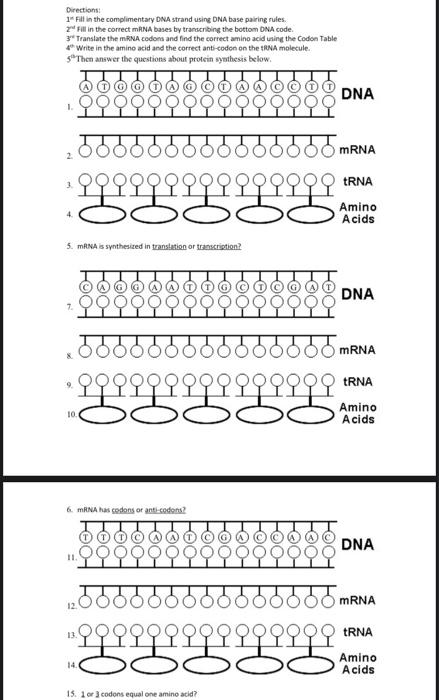 Solved Directions: 1- Fill in the complimentary DNA strand | Chegg.com