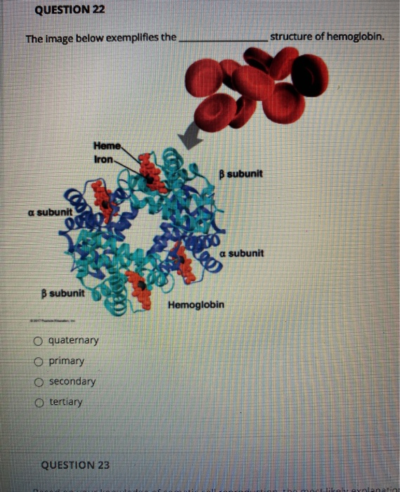 Solved QUESTION 22 The image below exemplifies the structure | Chegg.com