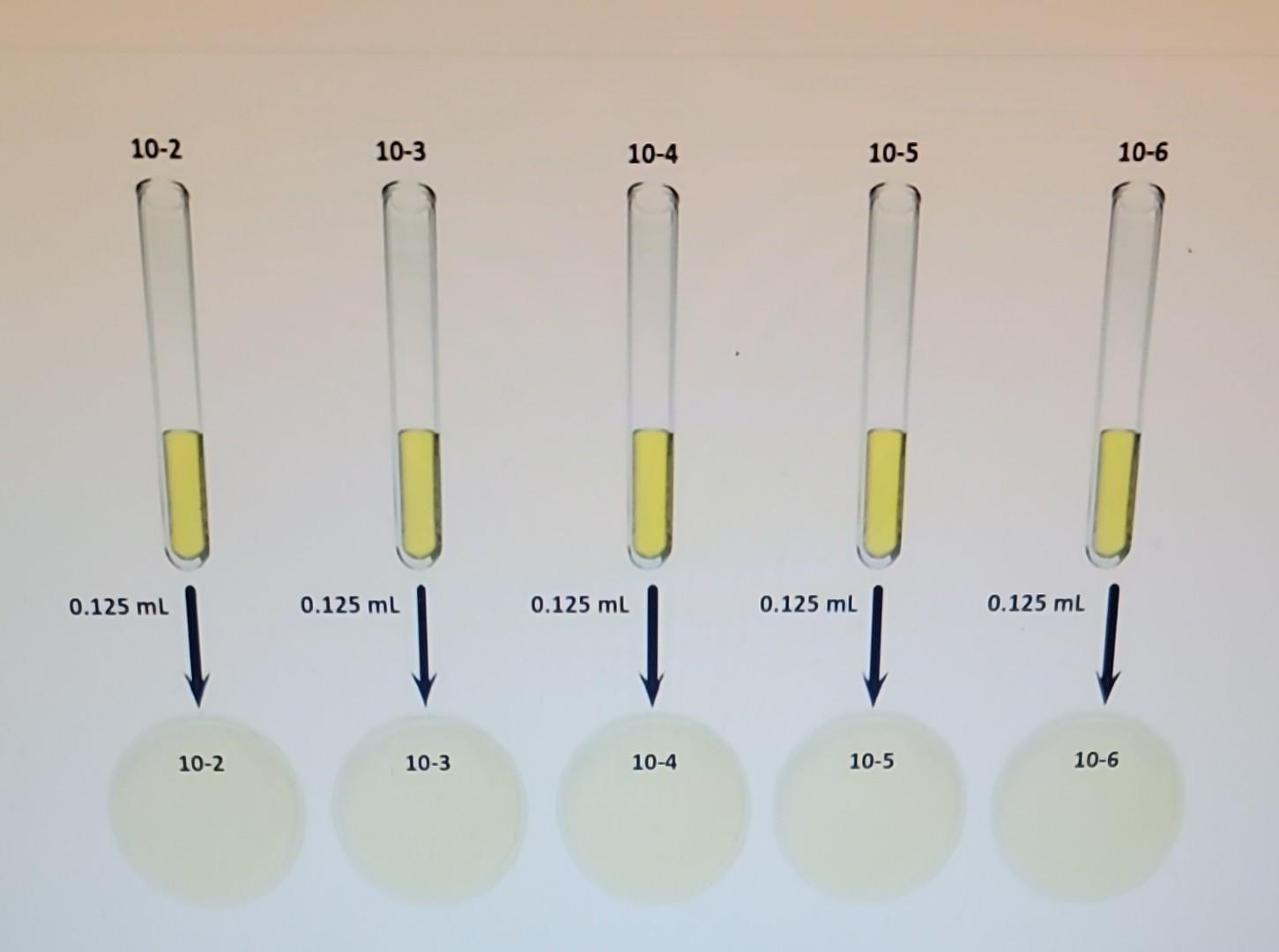 0.125 mL was transferred to the agar plate. I need | Chegg.com