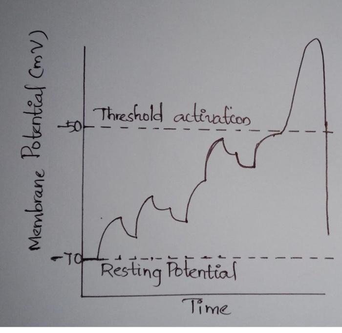 Solved 1. Draw a set of EPSPs and IPSPs that will initiate | Chegg.com