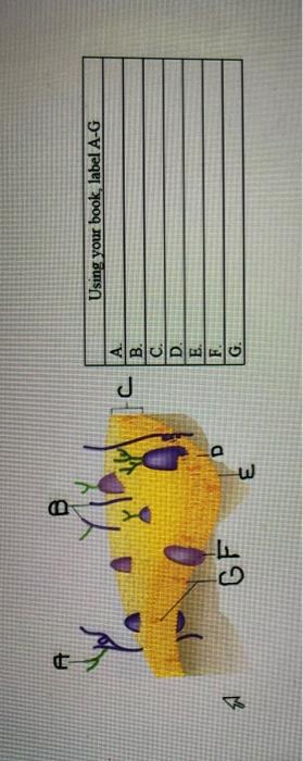 Solved π \begin{tabular}{|l|} \hline Using your book, label | Chegg.com