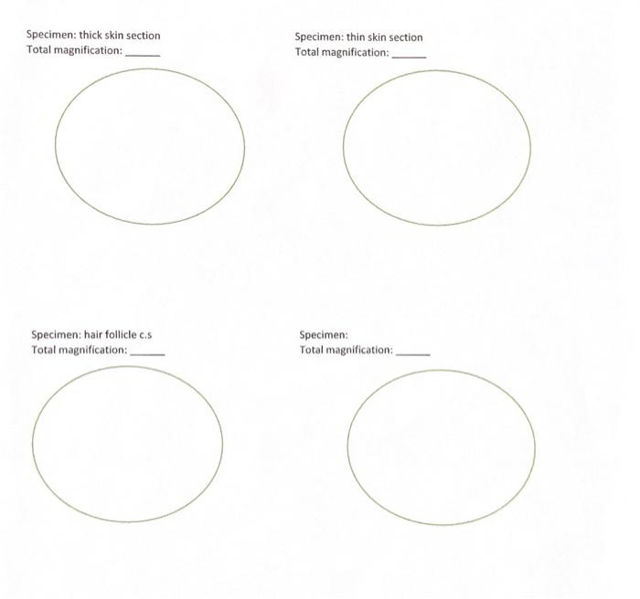 Drawing/Coloring with labels on the checklist and | Chegg.com