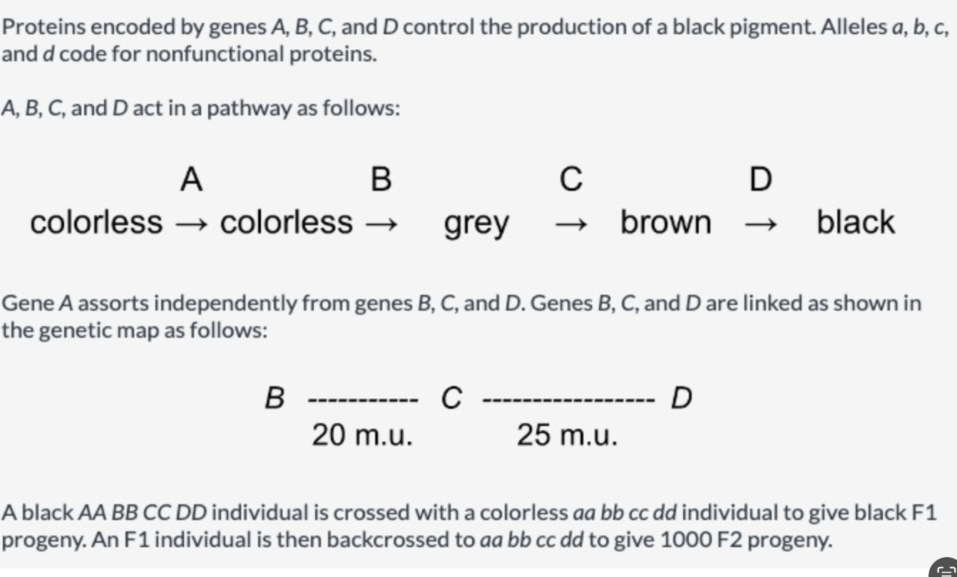 Solved Gene A assorts independently from genes B,C, ﻿and D. | Chegg.com