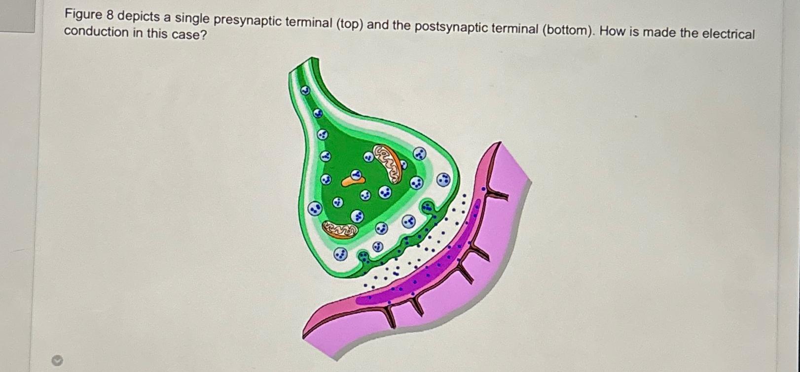 Solved Figure 8 ﻿depicts a single presynaptic terminal (top) | Chegg.com