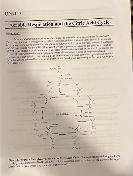 Solved During the Citric Acid Cycle protons and electrons | Chegg.com