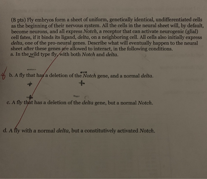 Solved (8 pts) Fly embryos form a sheet of uniform, | Chegg.com