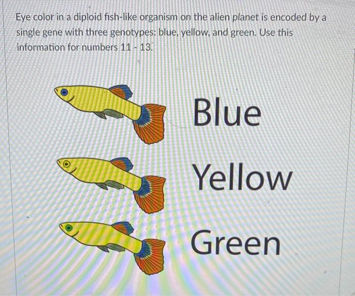 Solved Eye color in a diploid fish-like organism on the | Chegg.com