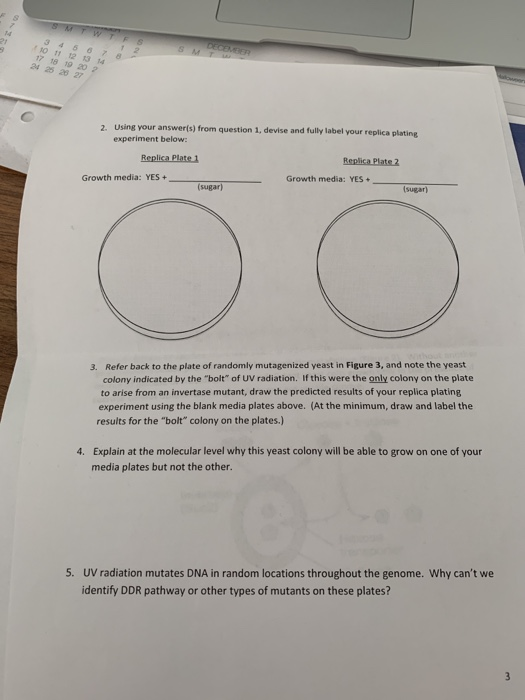 Solved During Lab 3 you utilized replica plating techniques | Chegg.com