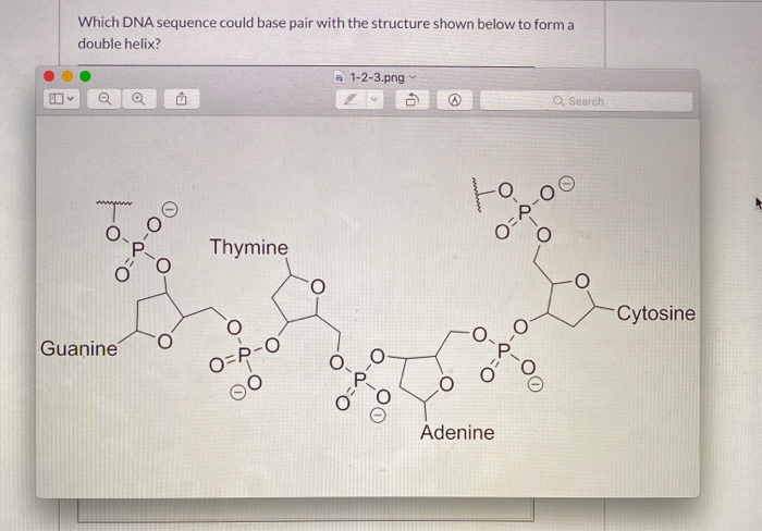 Solved 5' GTAC 3' 5' CATG 3' 5' CTAG 3' 5' GATC 3' | Chegg.com