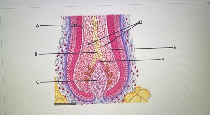 Solved A -E B | Chegg.com