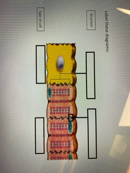 Solved Label these diagrams: Structure Type of cell | Chegg.com