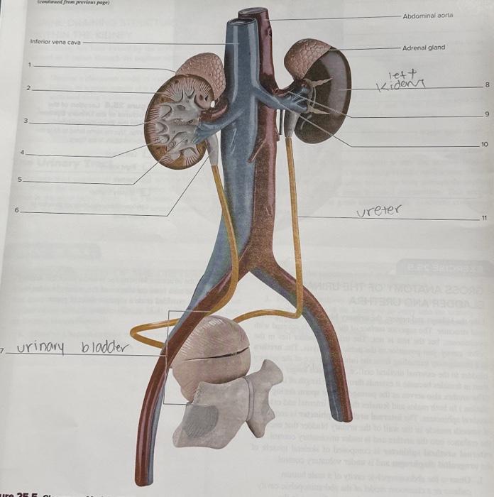 Solved Figure 25.5 Classroom Model of Urinary System | Chegg.com