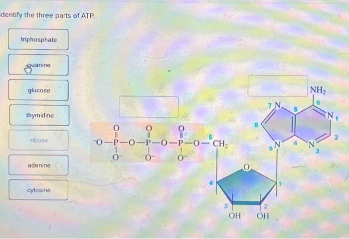 Solved Identify the three parts of ATP. triphosphate quanine | Chegg.com
