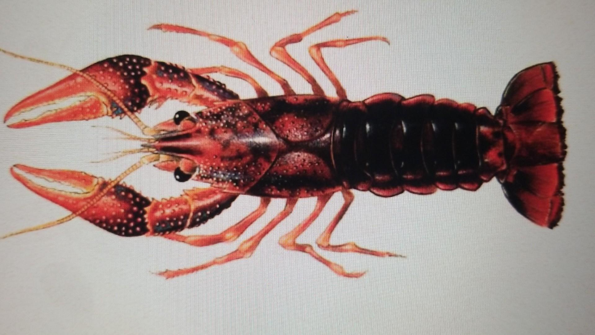 Solved How many segments did you identify in the diagram of | Chegg.com