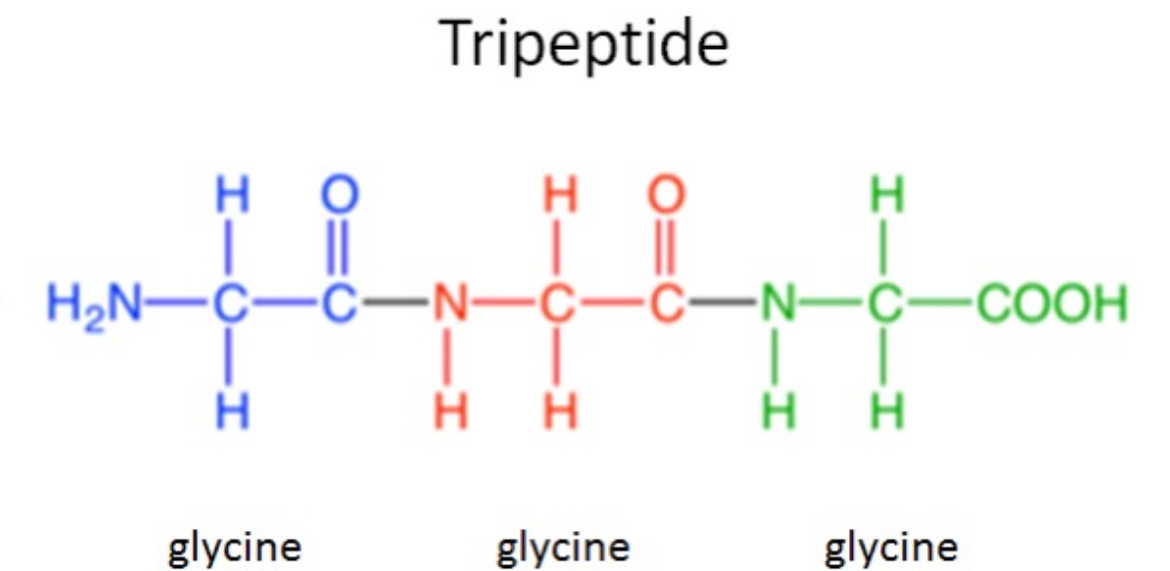 Solved What is a peptide bond in this tripeptide | Chegg.com