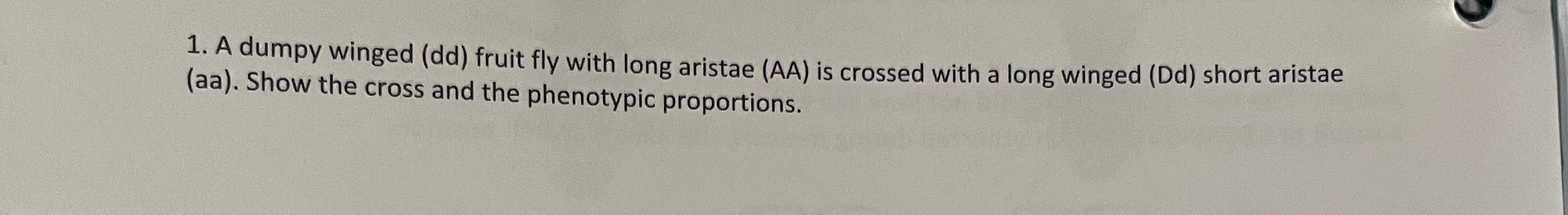 Solved A dumpy winged (dd) ﻿fruit fly with long aristae (AA) | Chegg.com
