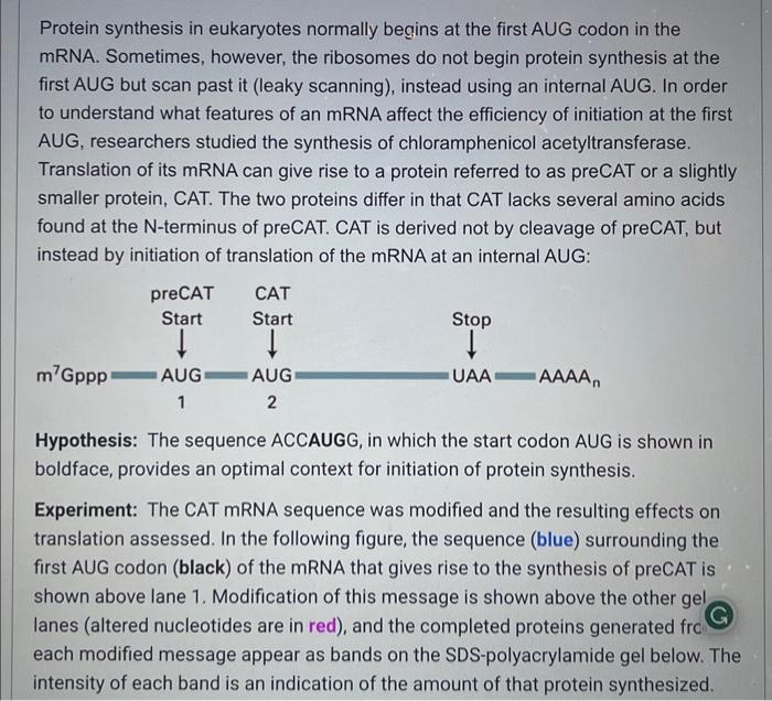 Solved Protein synthesis in eukaryotes normally begins at | Chegg.com
