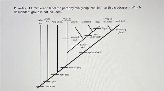 Solved Phylogeny and Cladistics Worksheet (These are the | Chegg.com