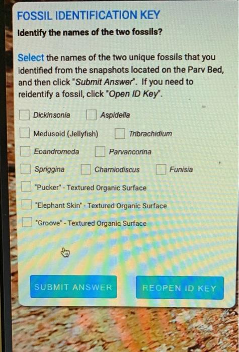 Solved FOSSIL IDENTIFICATION KEY Identify the names of | Chegg.com