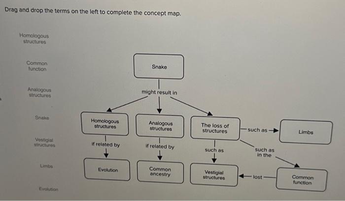 Drag and drop the terms on the left to complete the | Chegg.com