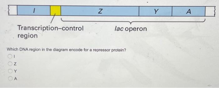 Solved Which DNA region in the diagram encode for a | Chegg.com