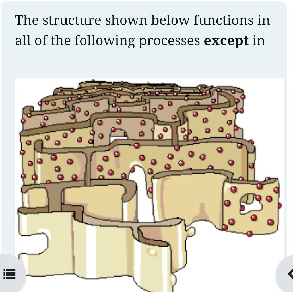 Solved The structure shown below functions in all of the | Chegg.com