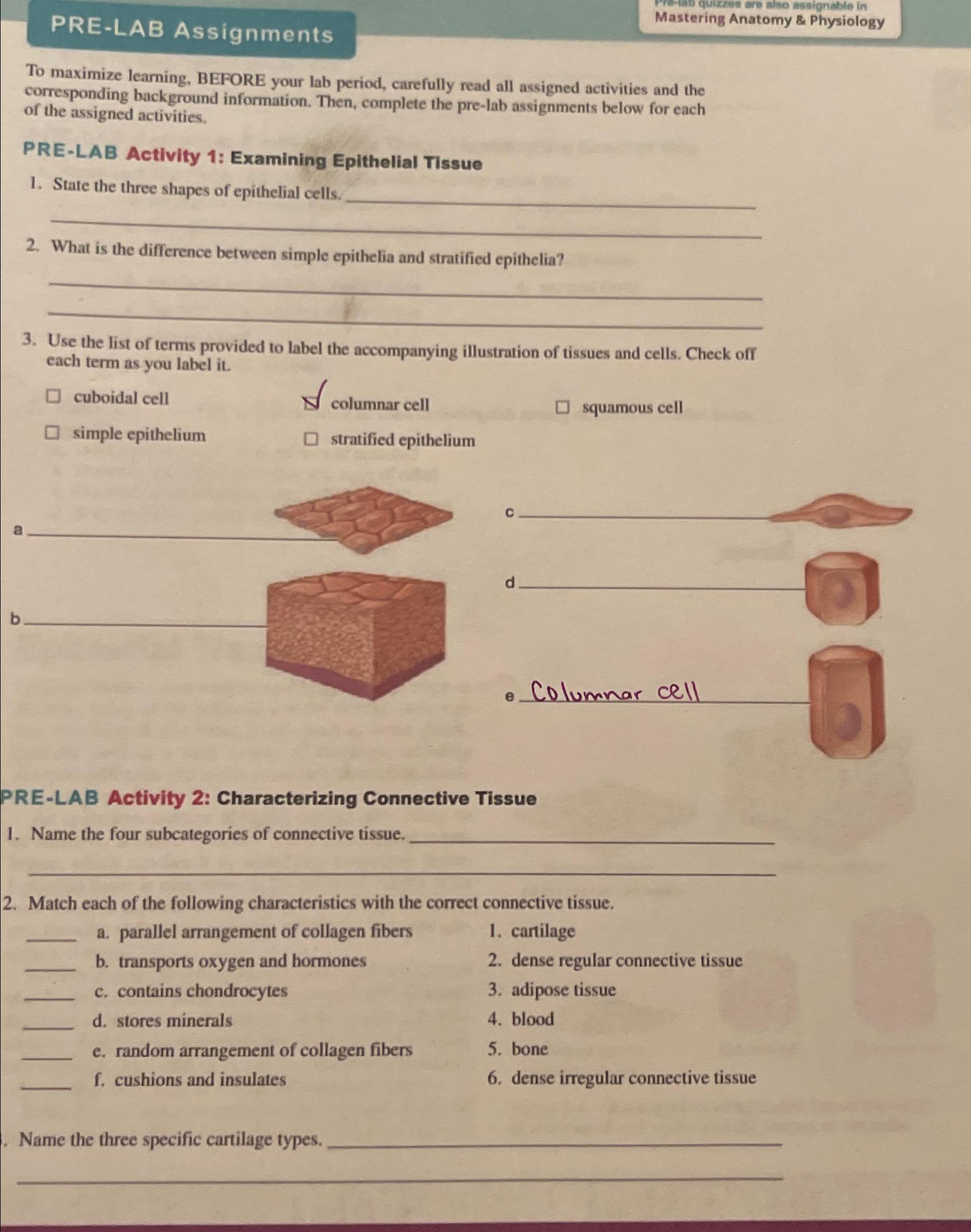 Solved PRE-LAB AssignmentsMastering Anatomy & PhysiologyTo | Chegg.com
