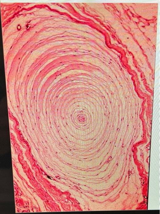 Solved Name a layer in the integumentary system in which | Chegg.com