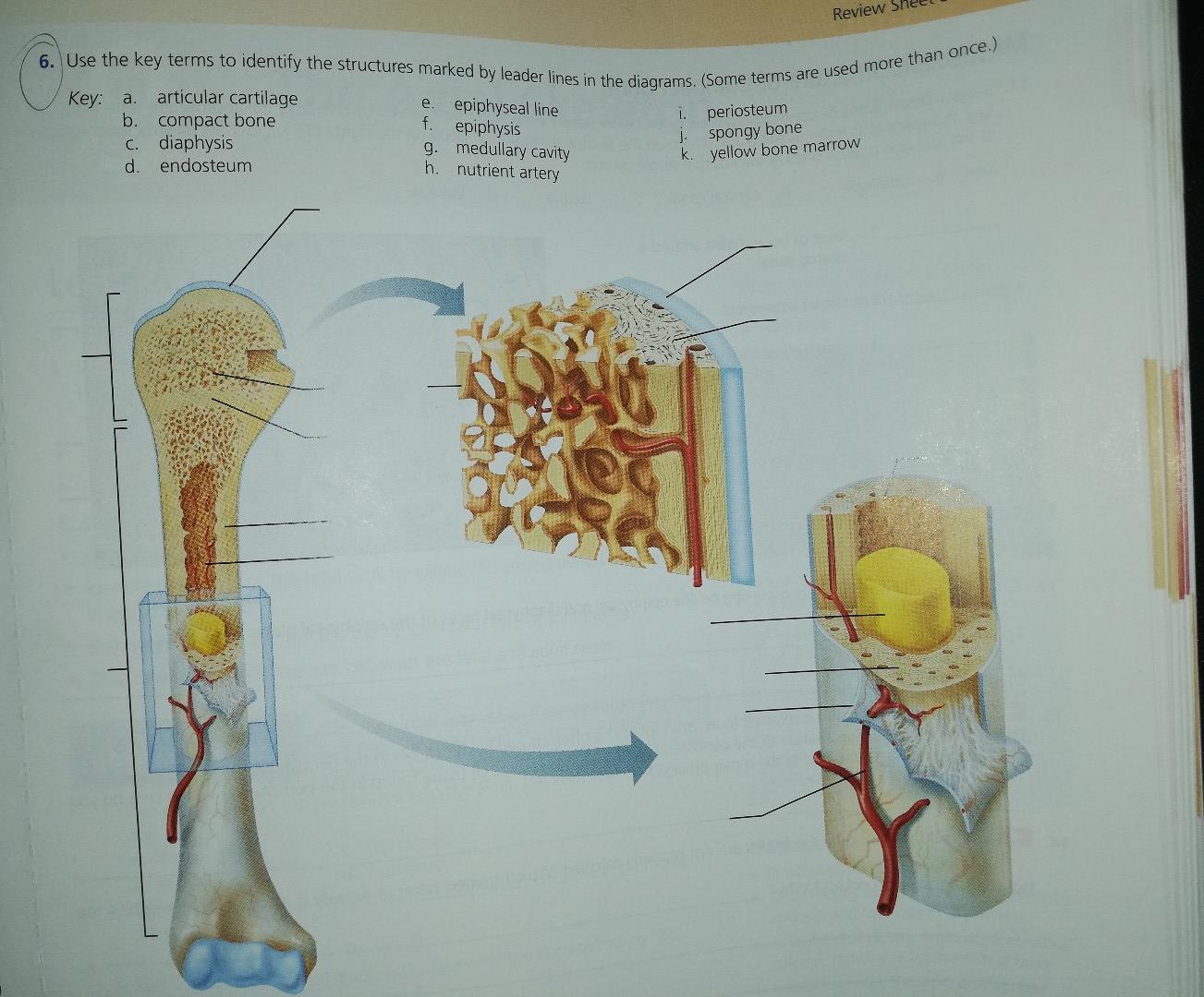 Solved 3. Classify each of the bones in the chart below as | Chegg.com