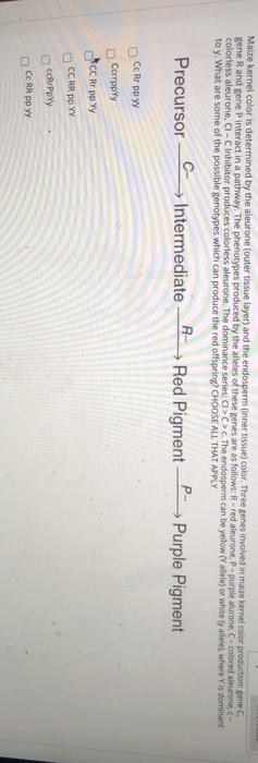 Solved Maize kernel color is determined by the aleurone | Chegg.com