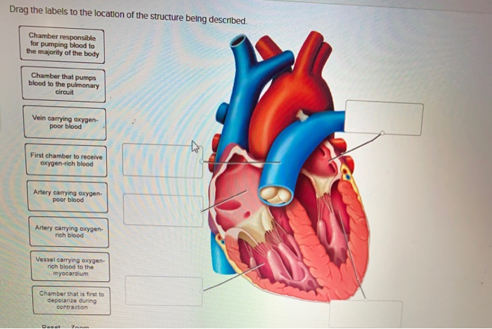 Solved Drag the labels to the location of the structure | Chegg.com