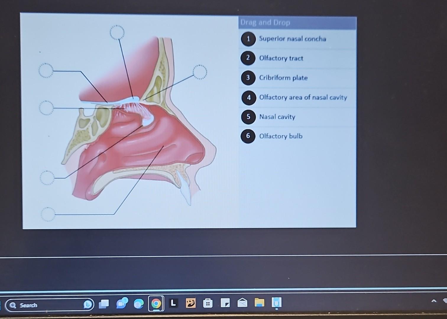 Solved Drag and Drop (1) Superior nasal concha (2) Olfactory | Chegg.com