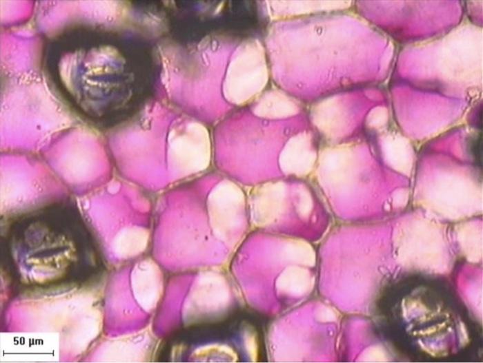 Solved Label the following (rhoeo discolor)cell wall, | Chegg.com