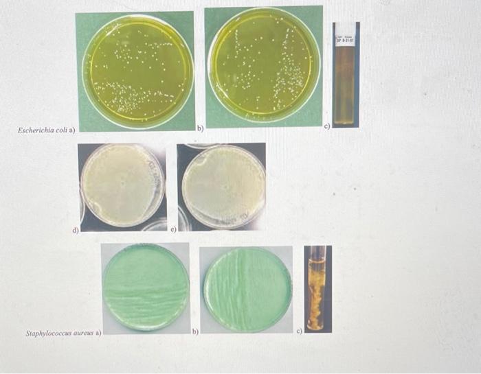 Solved *microbiology related* need help with interpretation | Chegg.com