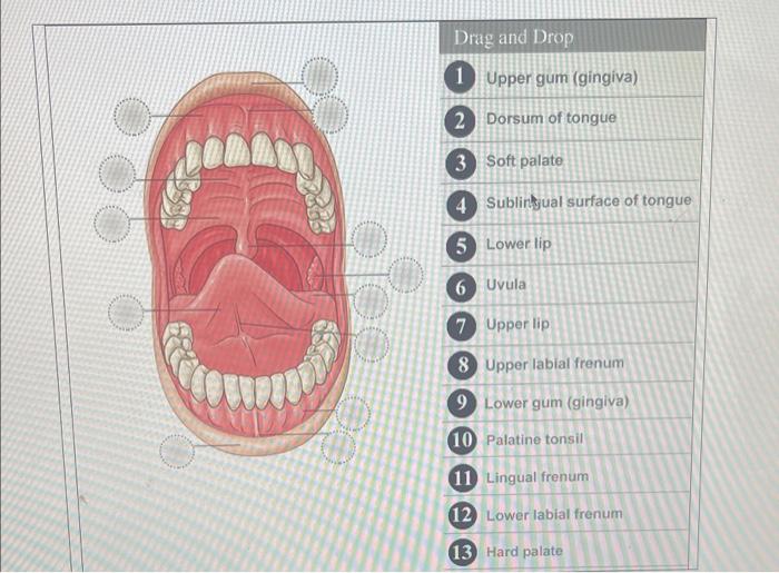 Solved Drag and Drop 1 2 3 Soft palate 4 Sublingual surface | Chegg.com