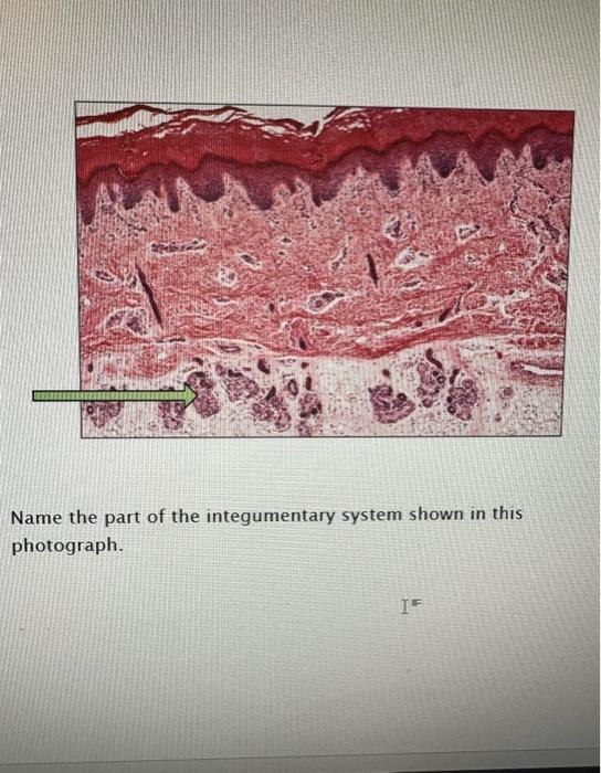 Solved Name the part of the integumentary system shown in | Chegg.com