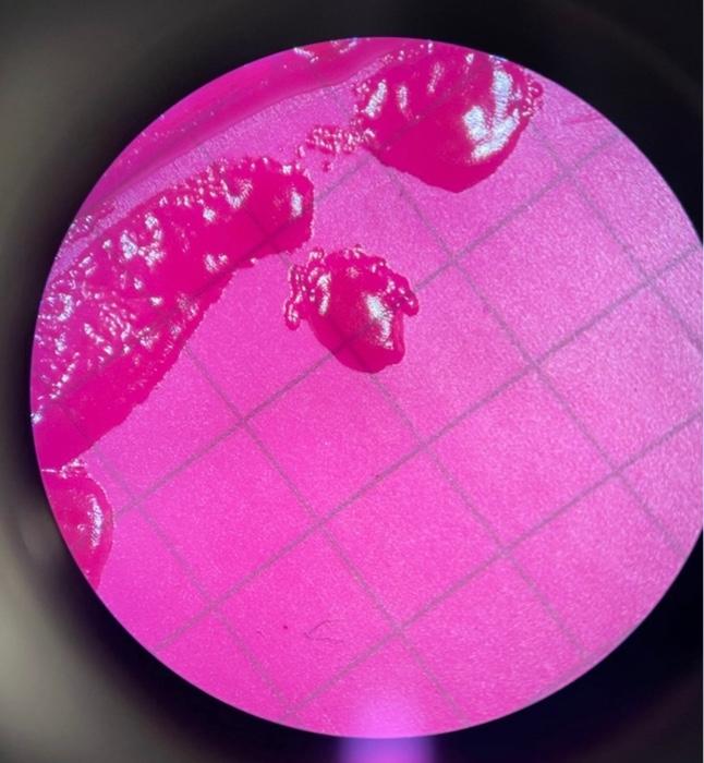 Describe the appearance (form, margin, elevation and | Chegg.com