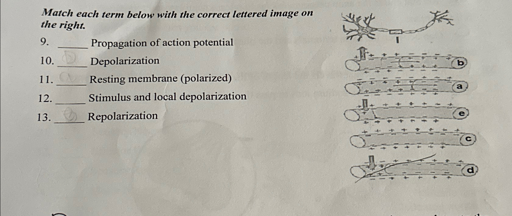 Solved Match each term below with the correct lettered image | Chegg.com