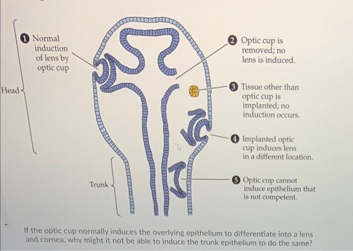 Solved DIDEOS Normal induction of lens by optic cup 2 Optic | Chegg.com