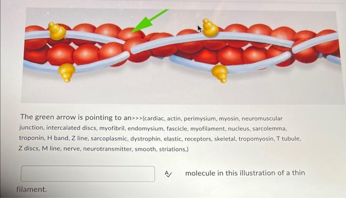 Solved The green arrow is pointing to an≫>> (cardiac, actin, | Chegg.com