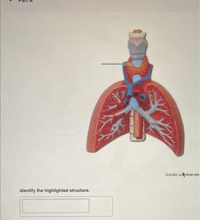 Solved LT-VC243: Lu Model with Identify the highlighted | Chegg.com
