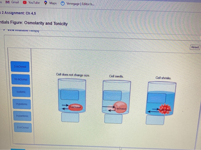 Solved S M Gmail YouTube Maps Venngage Editor b... * 2 | Chegg.com