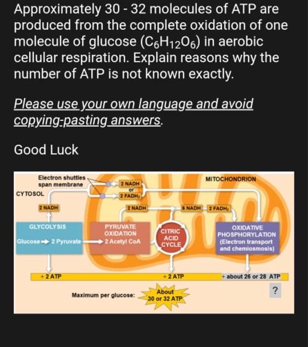 Solved Approximately 30 - 32 molecules of ATP are produced | Chegg.com